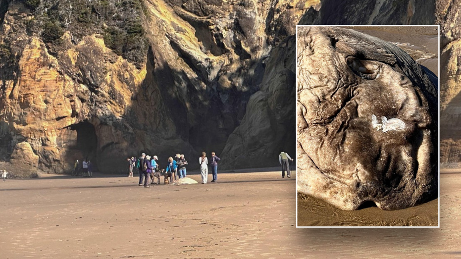 Strange alien-like fish washes up on Oregon beach, creates 'quite a ...
