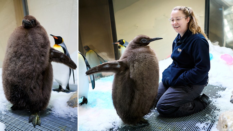 Meet Pesto, the 49-pound baby penguin going viral online - FOX 24 WTAT