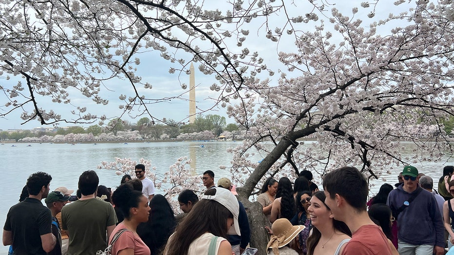 Travel do's and don'ts for DC cherry blossom season amid peak blooms ...