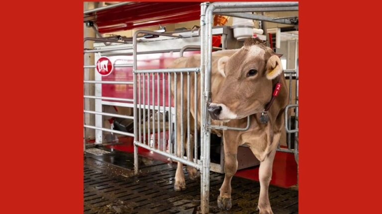 Smarter Dairy Farms Where Robots Milk The Cows Fox 24 Wtat
