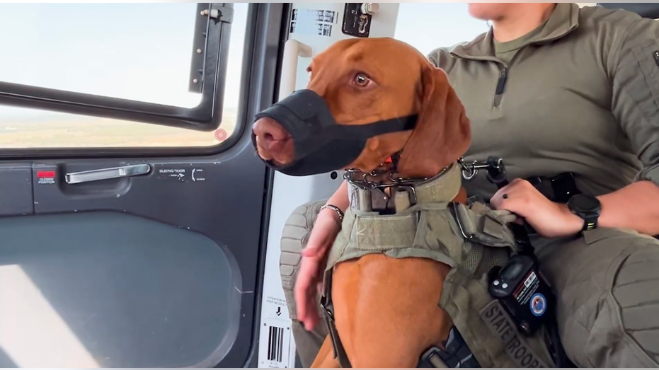 Inside the Texas DPS K-9 program: Strengthening border security and ...