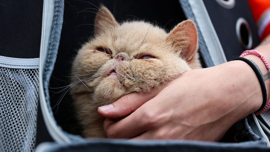 Pudge The Cat steals the show as Bowling Green picks up 1st win of ...