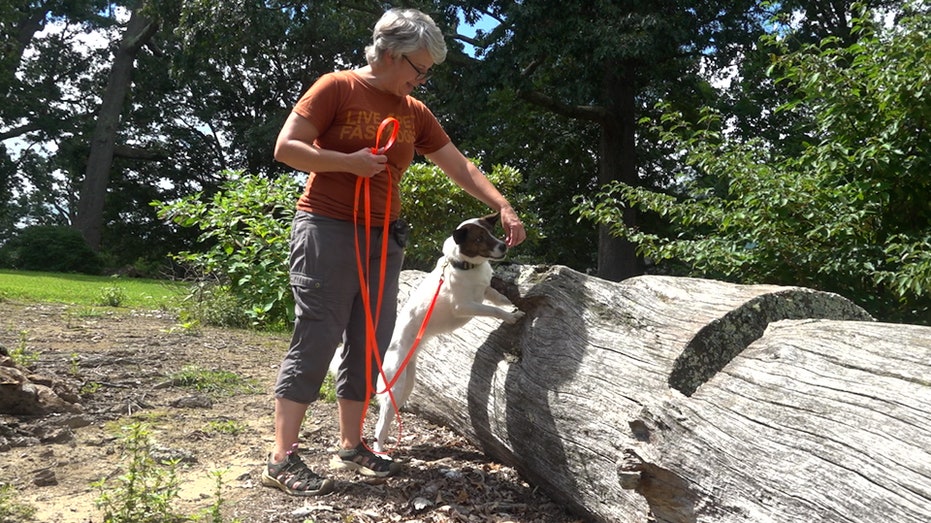 Virginia Tech study shows dogs can detect invasive lanternfly - FOX 24 WTAT