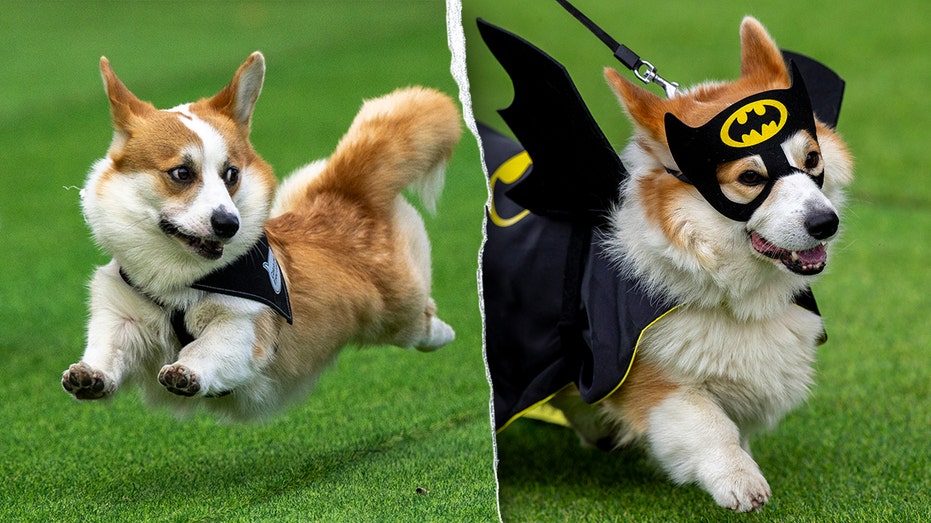 Thousands attend corgi competition featuring 120 teams from across ...