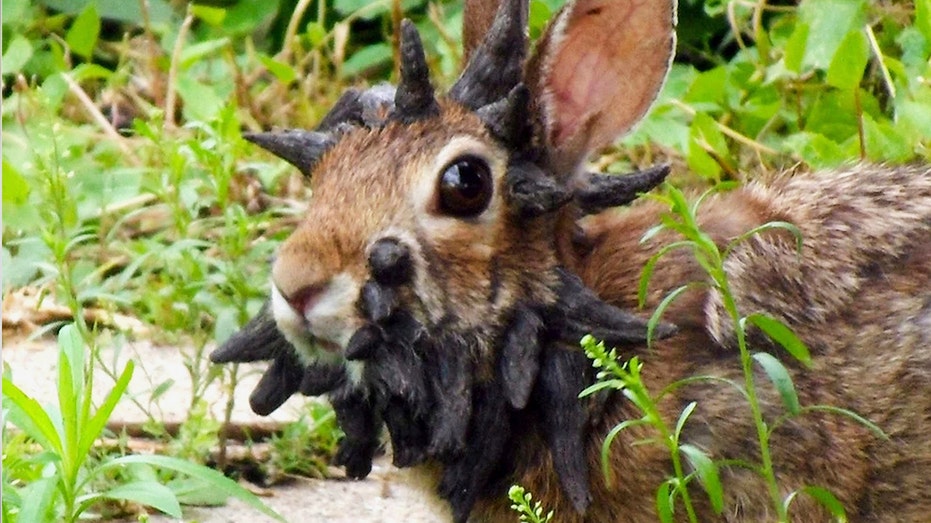 DAN GAINOR: Demon rabbits, Taylor and Travis, hot dog havoc: August’s 7 ...