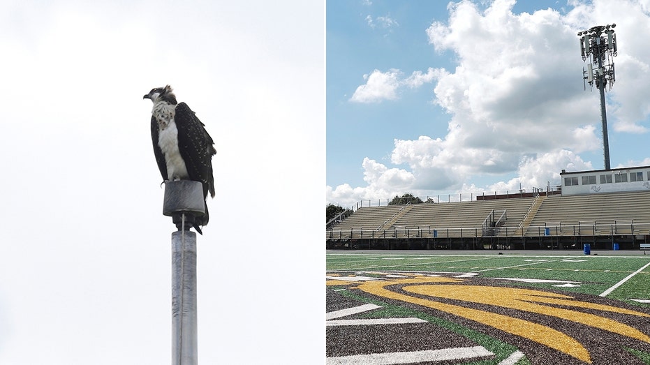 Federally protected birds force high school football team to rearrange ...