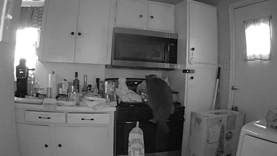 Cat caught on camera starting dangerous kitchen fire after jumping on ...