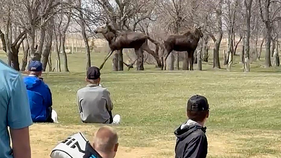 Moose wander onto North Dakota high school golf tournament course ...